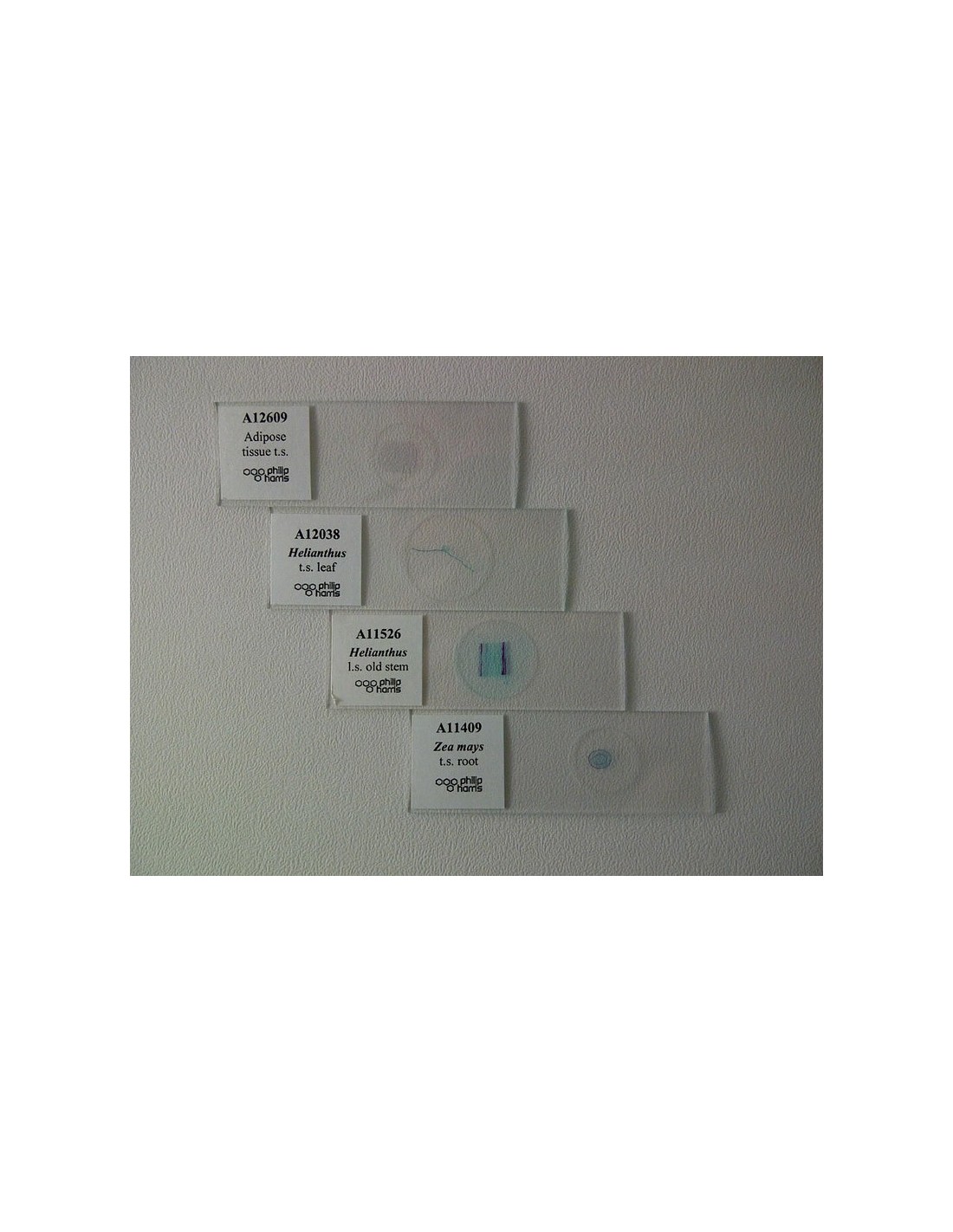 Microscope Slide, Small Intestine
