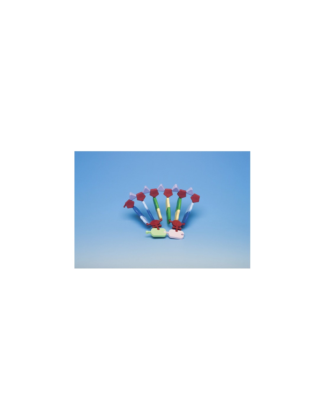 Molecular model kit, RNA 24 base Protein Synthesis