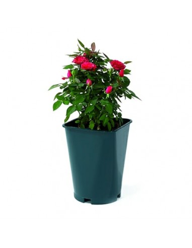 Plant Pot 2lt. Each.