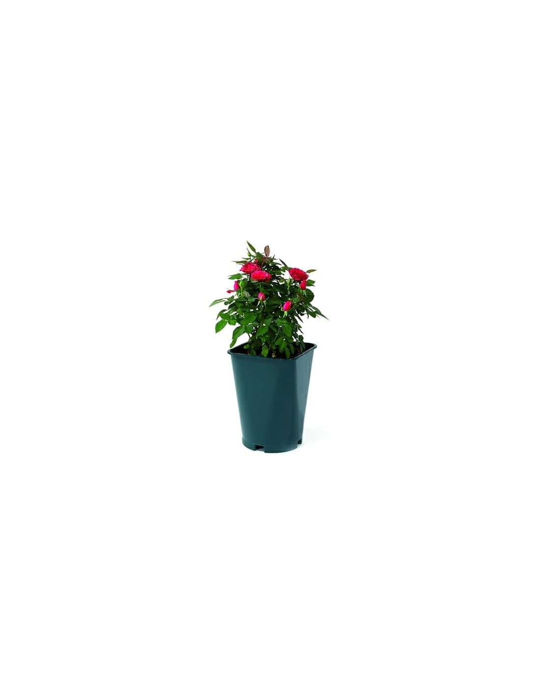 Plant Pot 2lt. Each.